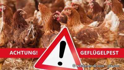 Geflügelpest in Delbrück-Boke offiziell bestätigt - Kreis Paderborn